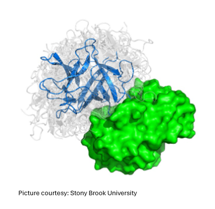 Shabnam Shajahan | Bioinformatician | Systems Biologist | Biotechnologist